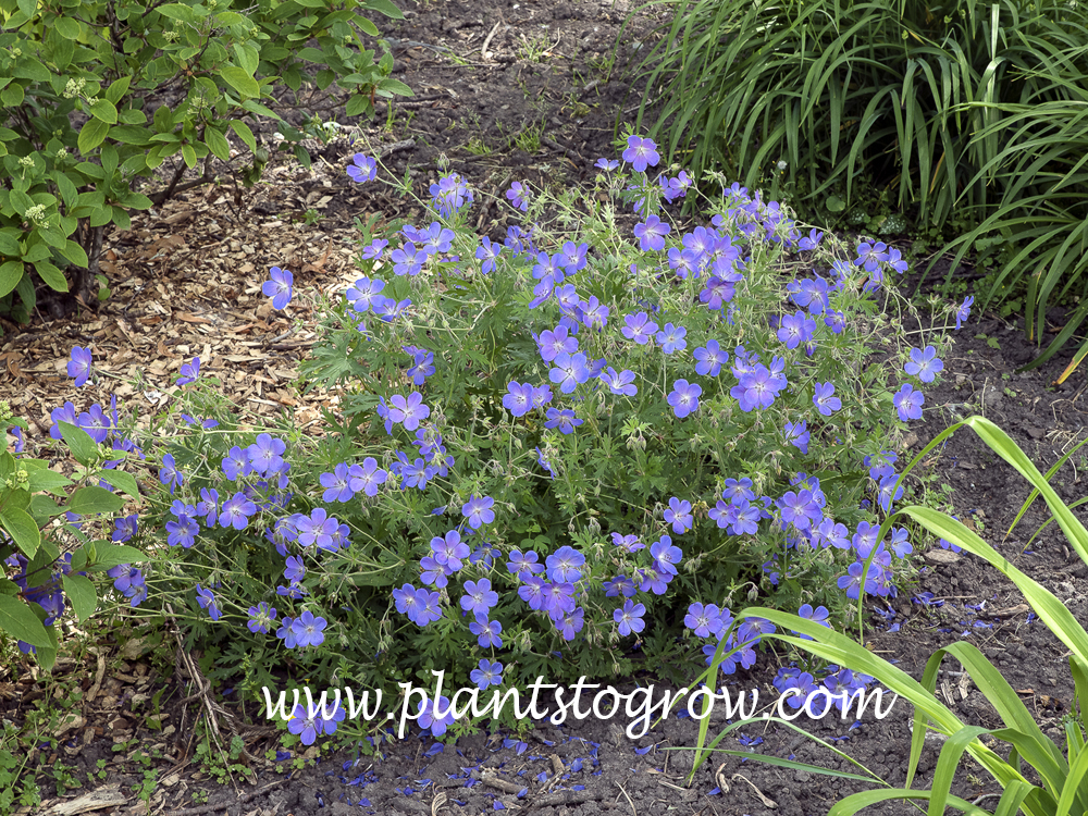 Geranium Johnson's Blue | Plants To Grow Plants Database by Paul S. Drobot