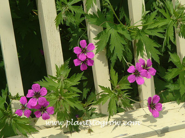 Hardy Geraniums ABC's | Plants To Grow Plants Database by Paul S. Drobot
