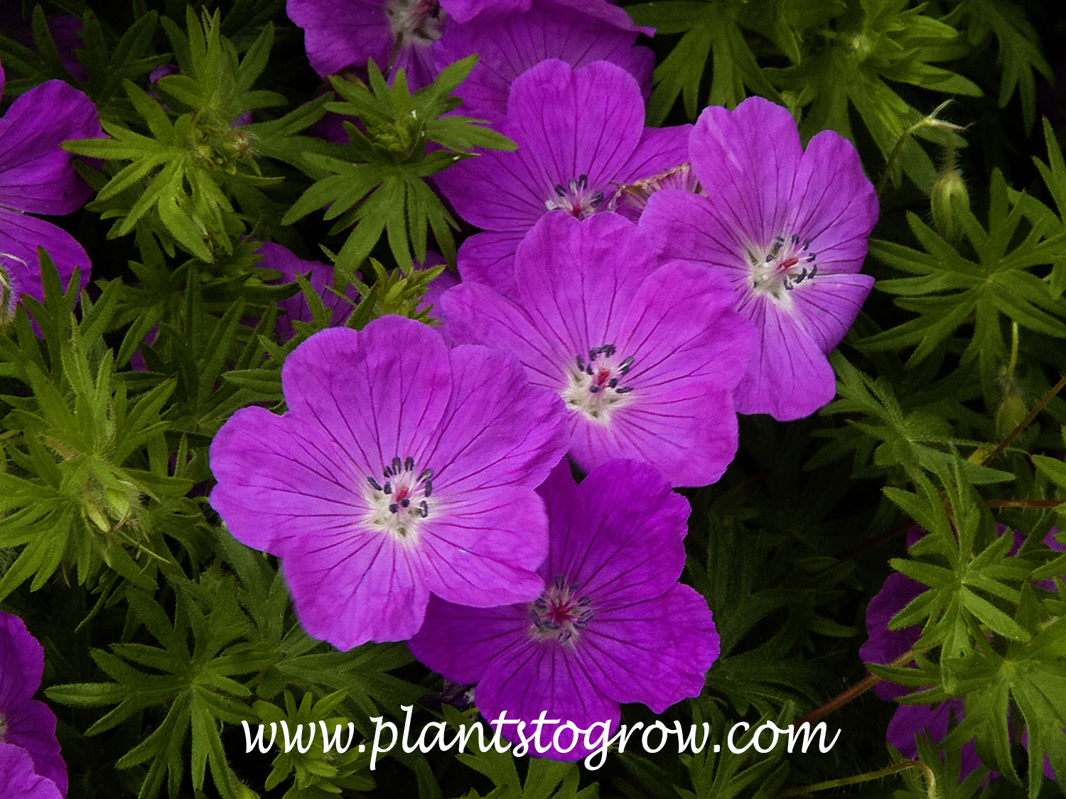 Bloody Geranium (Geranium sanguineum) | Plants To Grow Plants Database ...