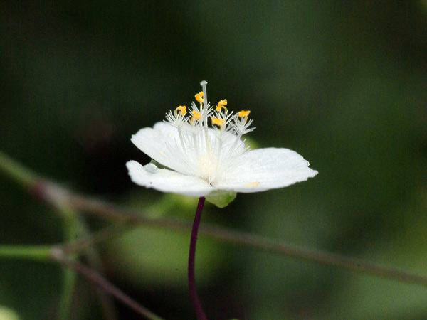 Bridal Veil (Gibasis) | Plants To Grow Plants Database by Paul S. Drobot