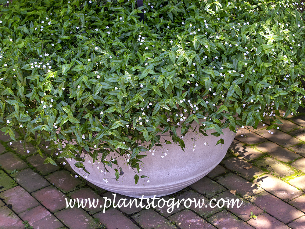 Bridal Veil (Gibasis) | Plants To Grow Plants Database by Paul S. Drobot