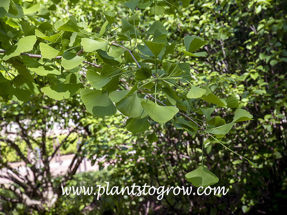 Chi Chi Ginkgo (Ginkgo biloba) | Plants To Grow Plants Database by Paul ...