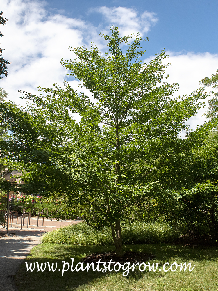 Chi Chi Ginkgo (Ginkgo biloba) | Plants To Grow Plants Database by Paul ...