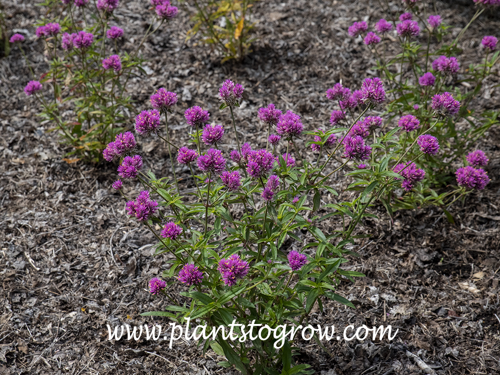 Truffula Pink Globe Amaranth (Gomphrena pulchella) | Plants To Grow ...