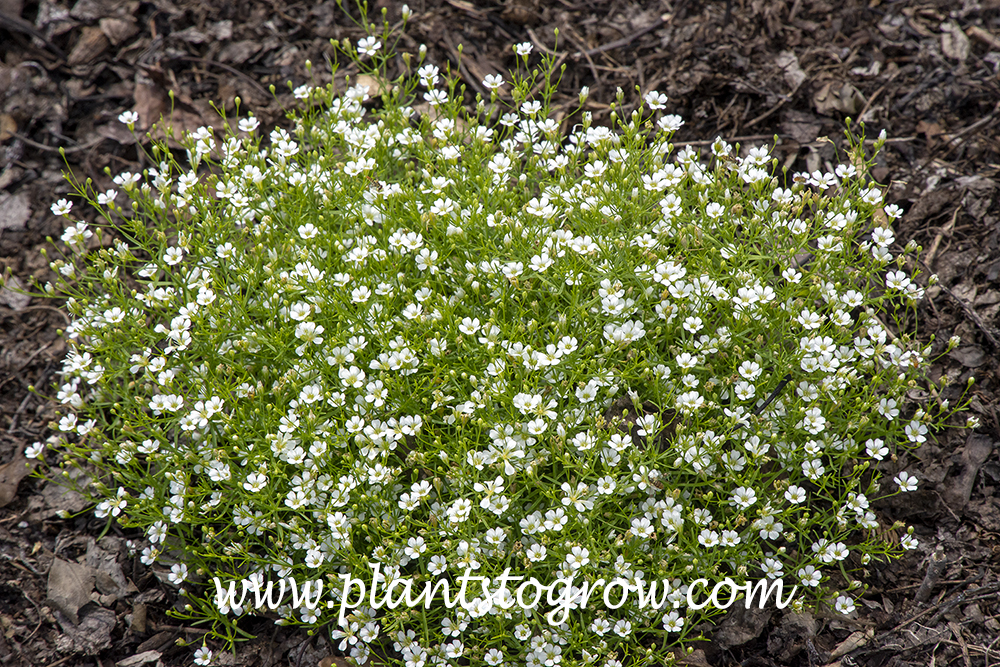 Gypsy series Baby's Breath (Gypsophila muralis) | Plants To Grow Plants ...