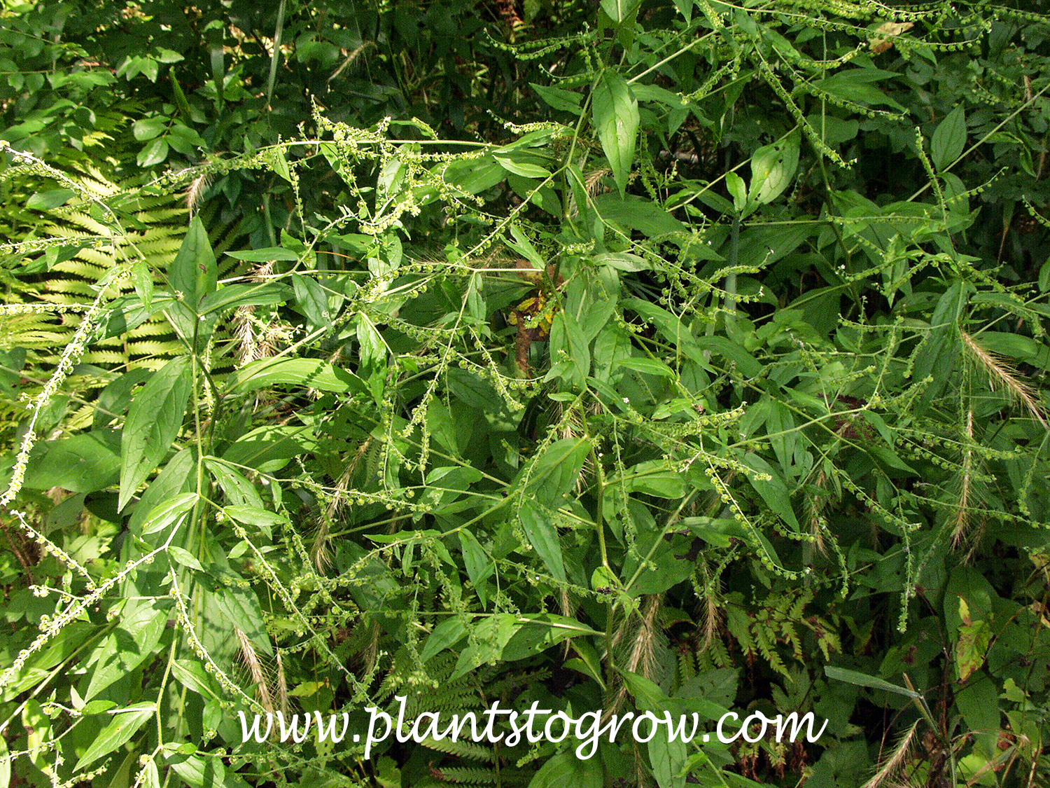 Virginia Stickseed (Hackelia virginiana) | Plants To Grow Plants ...