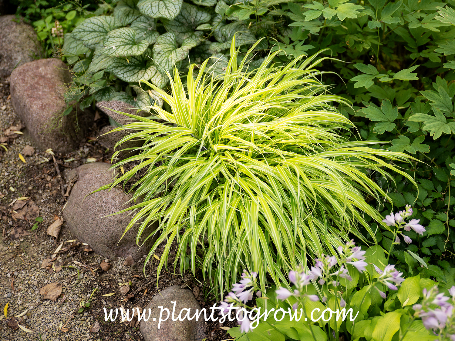 Gold Strike Japanese Forest Grass (Hakonechloa macra) | Plants To Grow ...