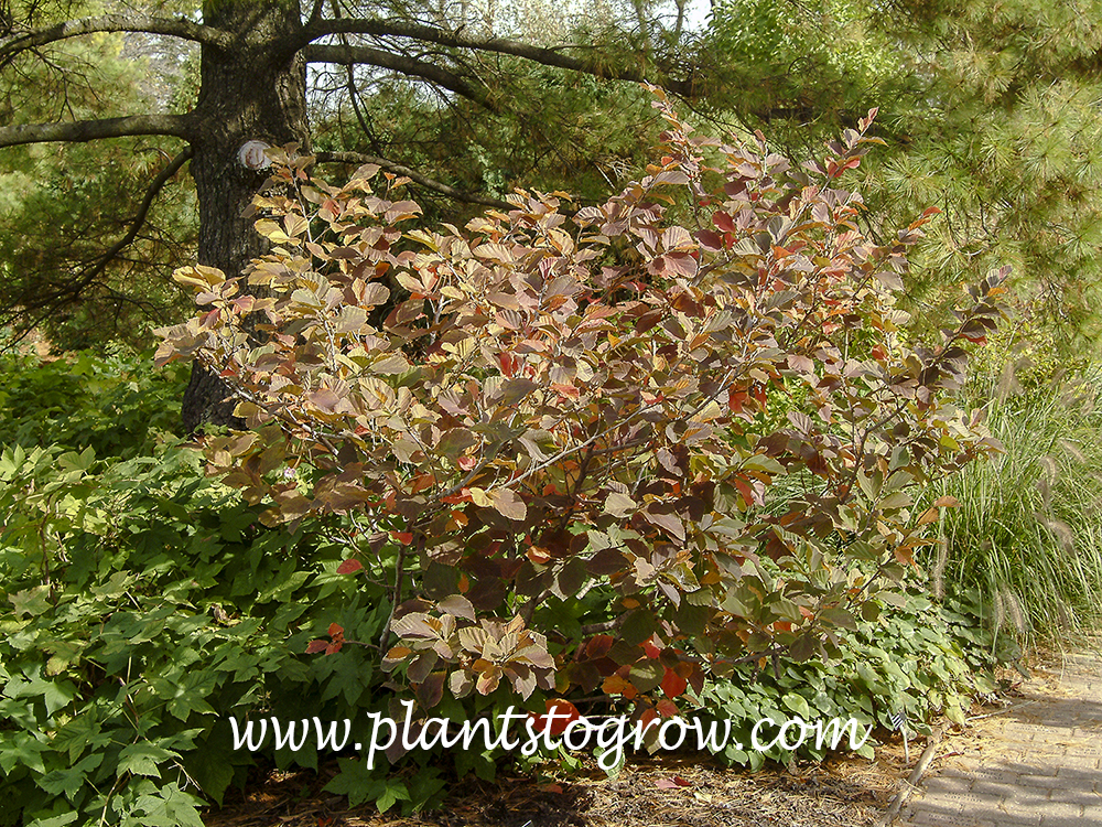 Autumn Embers Witch Hazel (Hamamelis) | Plants To Grow Plants Database ...