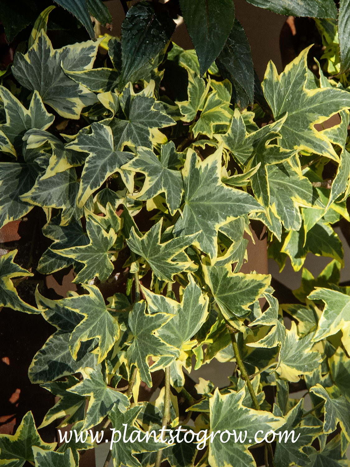 Yellow Ripple English Ivy (Hedera helix) | Plants To Grow Plants ...