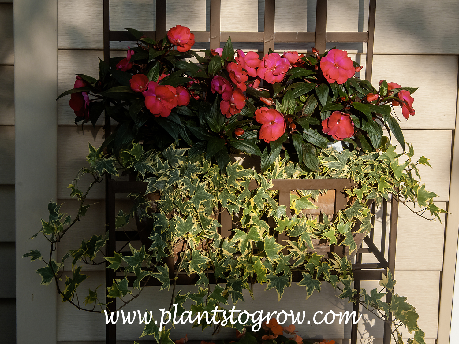 Yellow Ripple English Ivy (Hedera helix) | Plants To Grow Plants ...