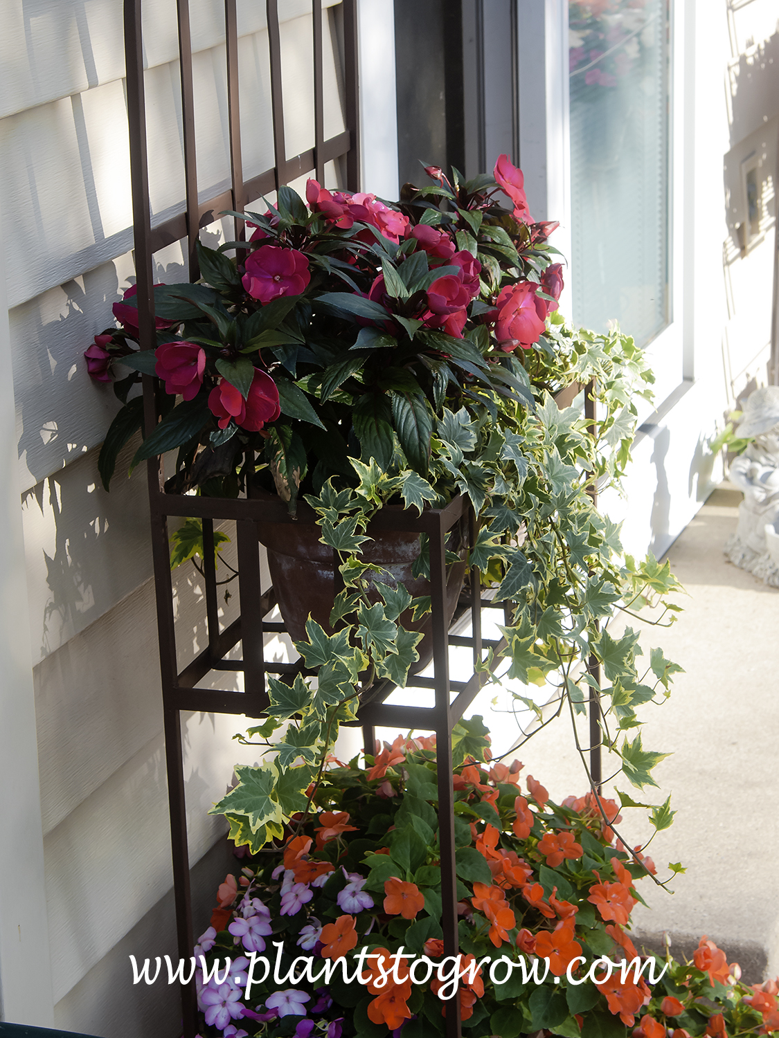 Yellow Ripple English Ivy (Hedera helix) | Plants To Grow Plants ...
