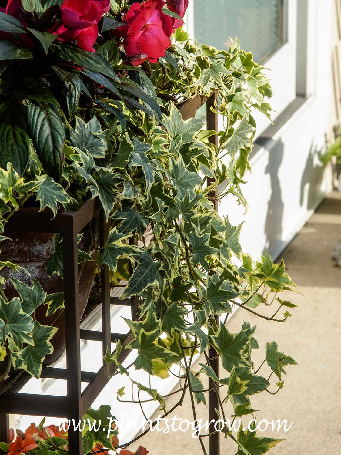 Yellow Ripple English Ivy (Hedera helix) | Plants To Grow Plants ...