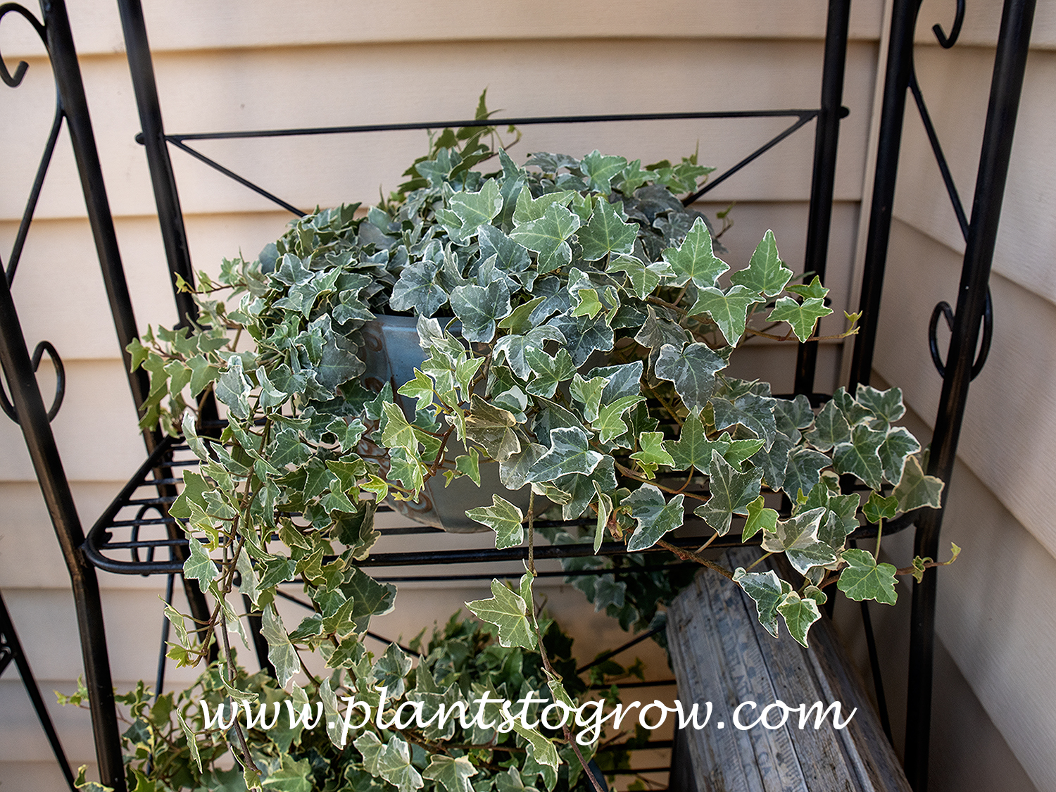 Glacier English Ivy (Hedera helix) | Plants To Grow Plants Database by ...