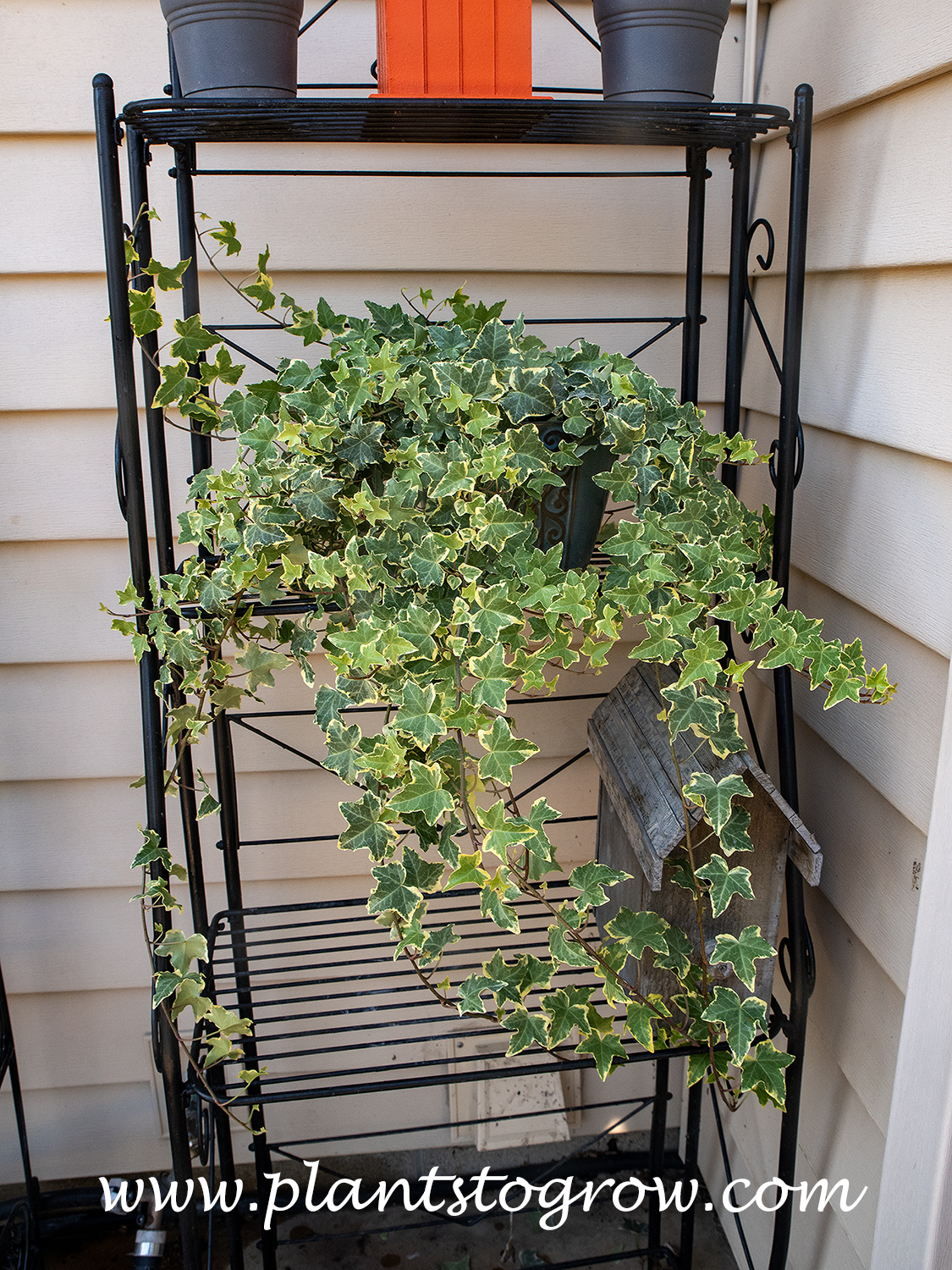 Yellow Ripple English Ivy (Hedera helix) | Plants To Grow Plants ...