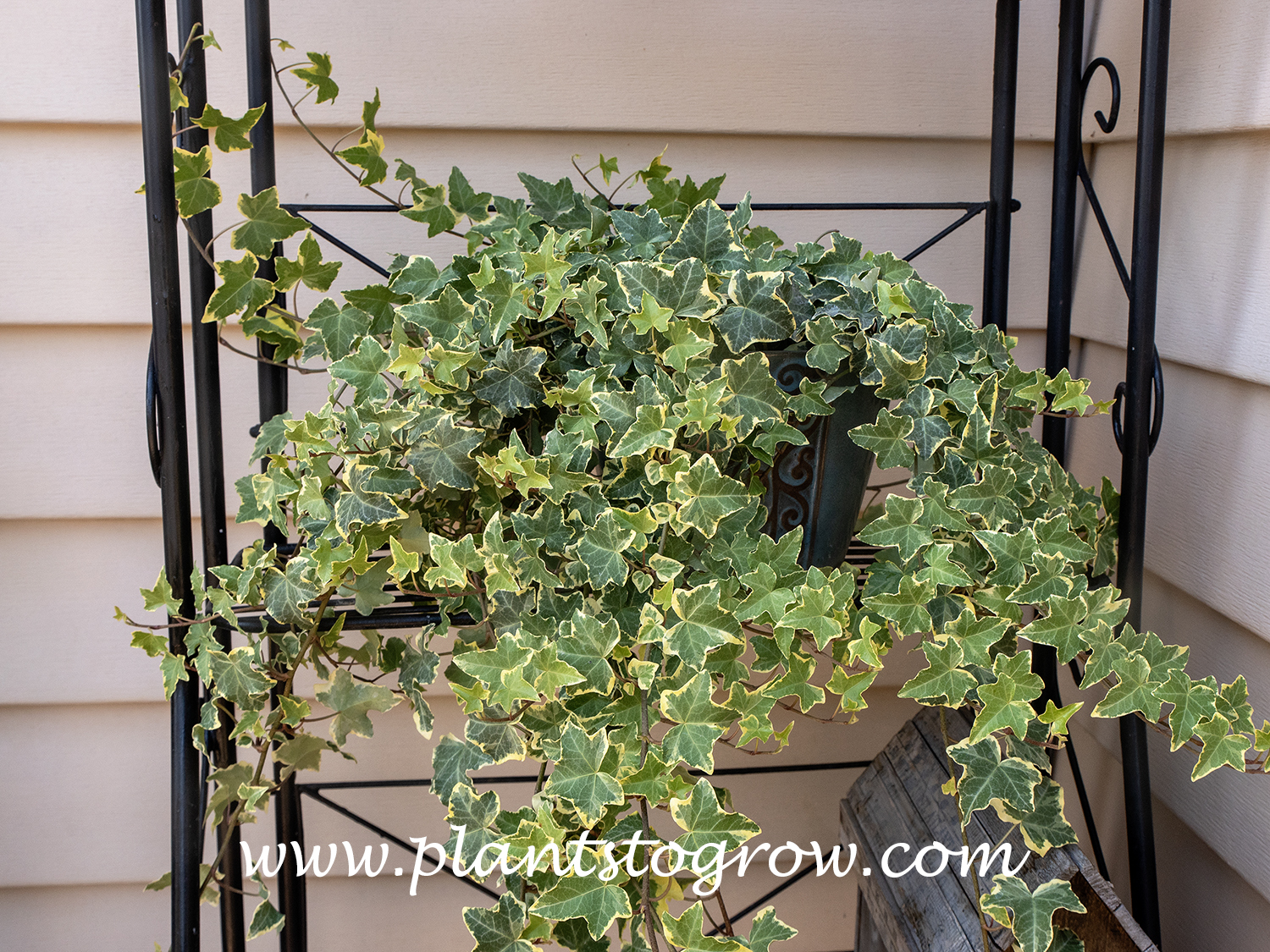 Yellow Ripple English Ivy (Hedera helix) | Plants To Grow Plants ...