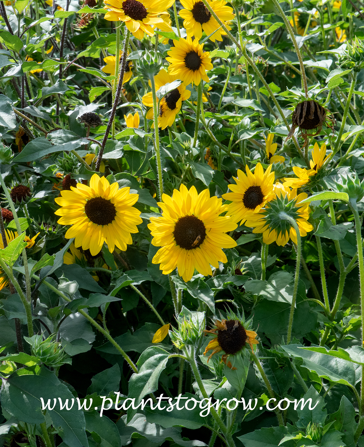 Suncredible Sunflowers (Helianthus) | Plants To Grow Plants Database by ...