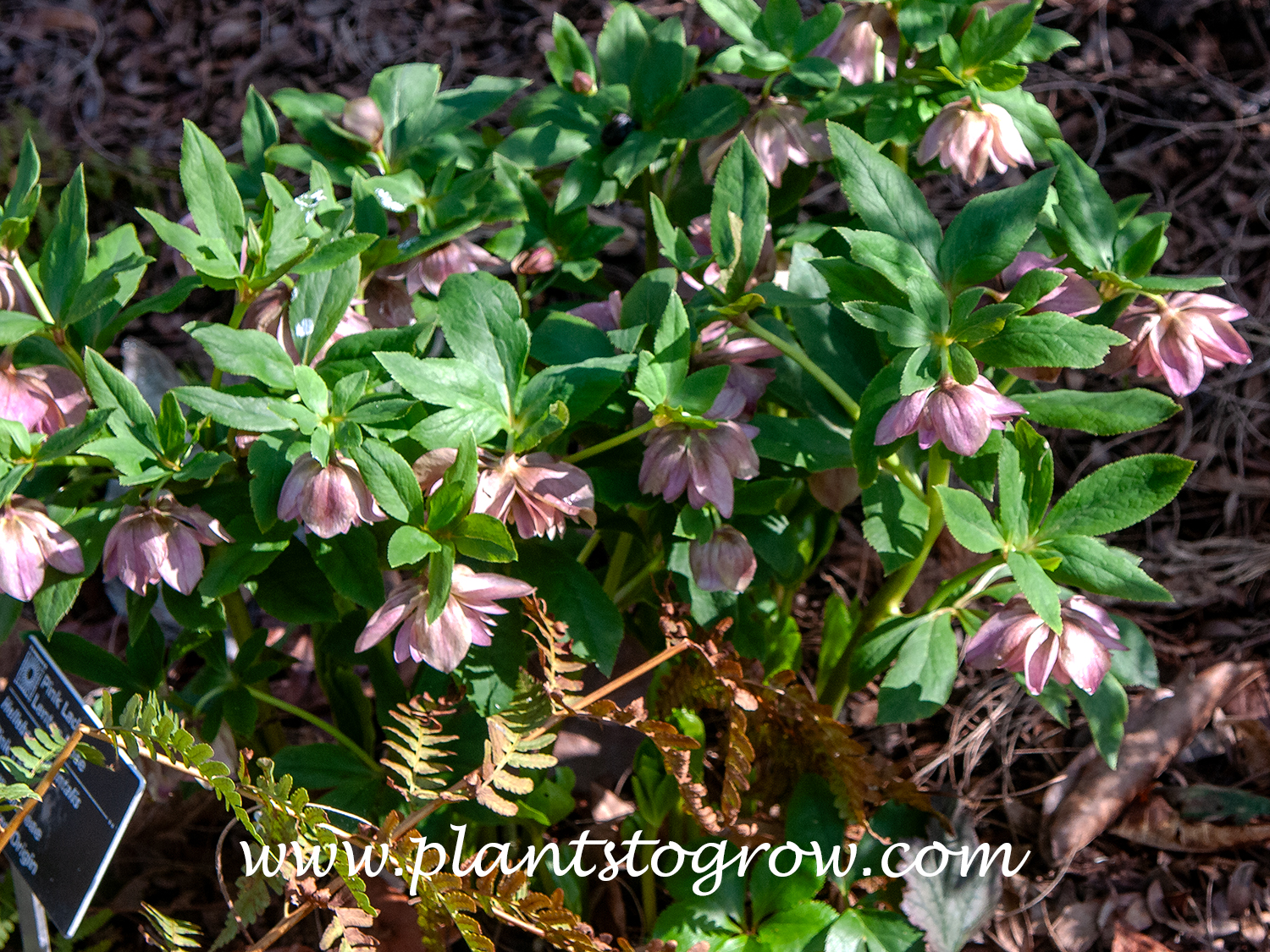Pink Lady Lenten Rose (Hellebore) is a semi-evergreen, clump-forming ...