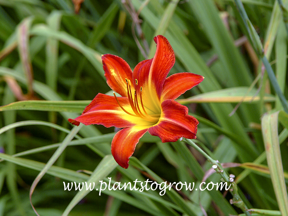 August Flame Daylily (Hemerocallis) | Plants To Grow Plants Database by ...