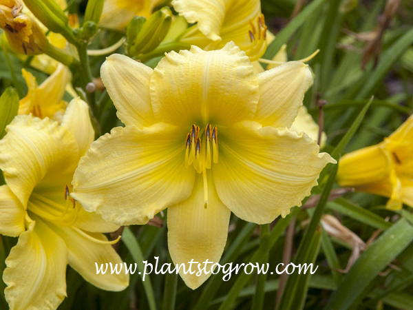 Daylily Big Time Happy (Hemerocallis) | Plants To Grow Plants Database ...