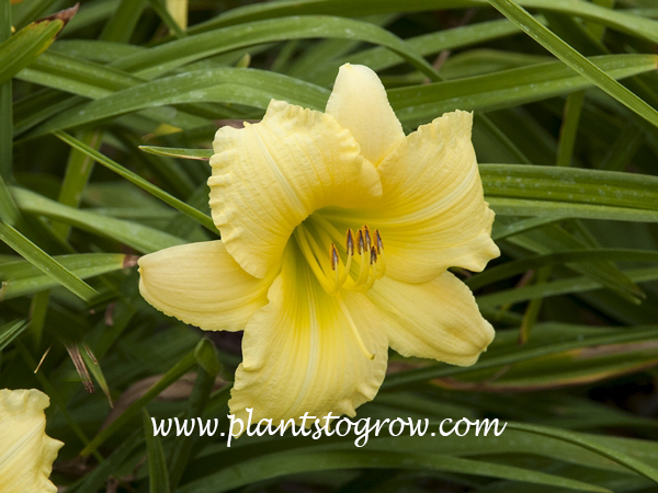 Daylily Big Time Happy (Hemerocallis) | Plants To Grow Plants Database ...