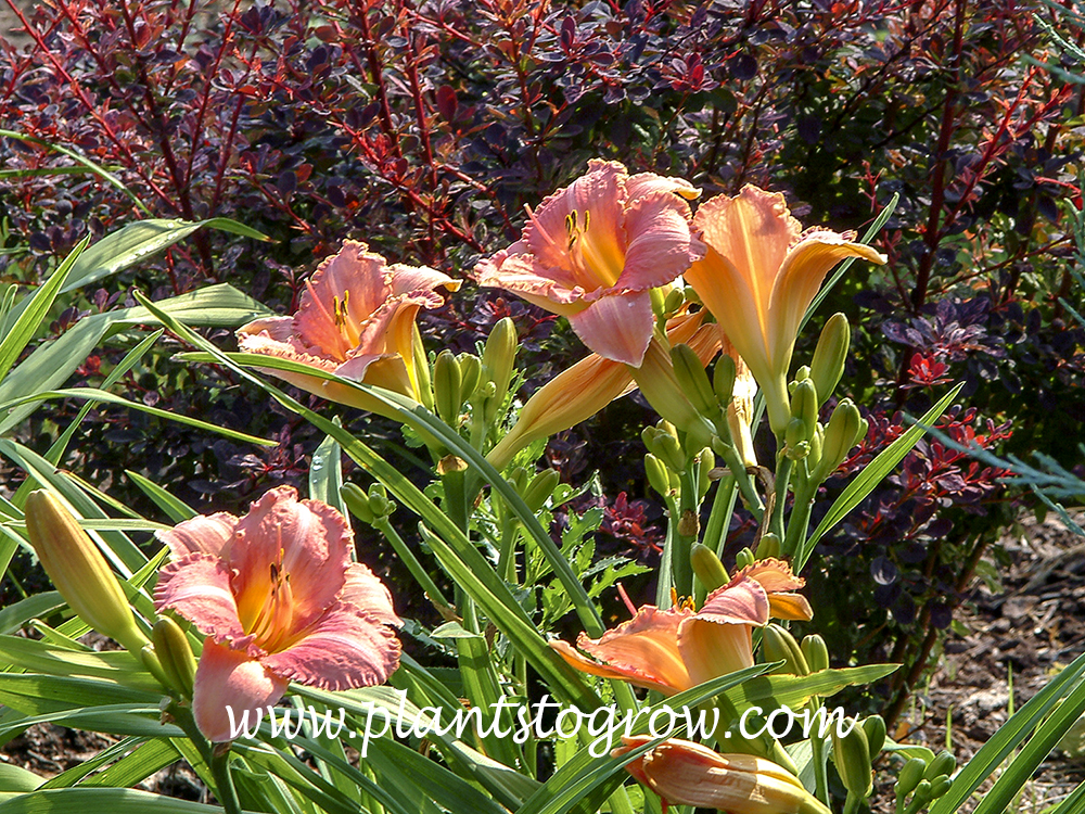 Chicago Petti Coats Daylily | Plants To Grow Plants Database by Paul S ...