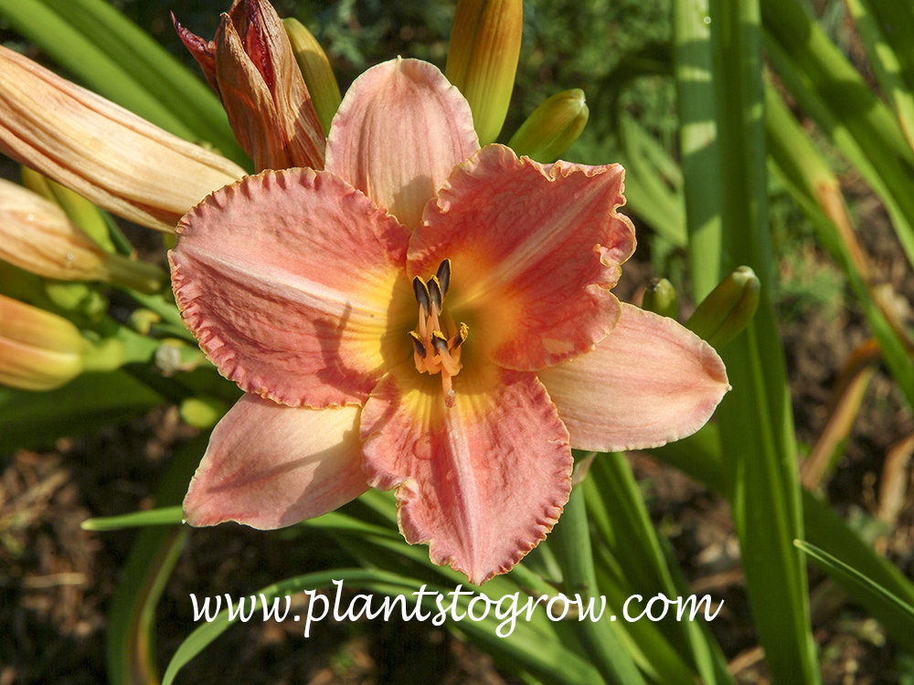 Chicago Petti Coats Daylily | Plants To Grow Plants Database by Paul S ...