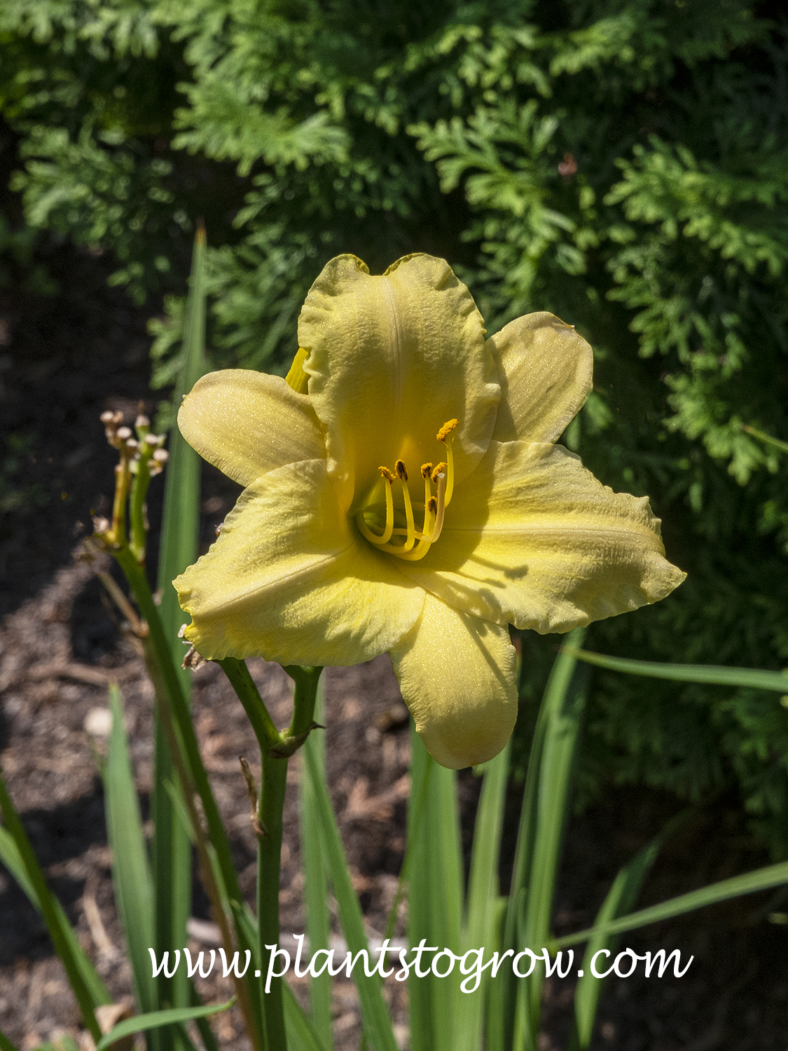 Dustin Domansky' Daylily (Hemerocallis) | Plants To Grow Plants ...