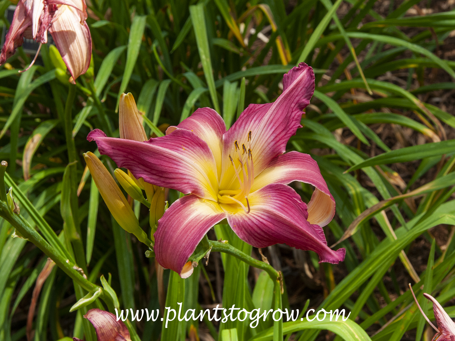Lake Norman Spider Daylily (Hemerocallis) | Plants To Grow Plants ...