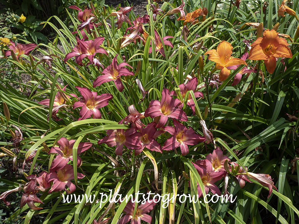 Little Jack Daylily (Hemerocallis) | Plants To Grow Plants Database by ...