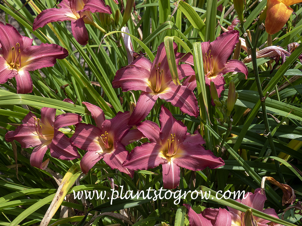 Little Jack Daylily (Hemerocallis) | Plants To Grow Plants Database by ...