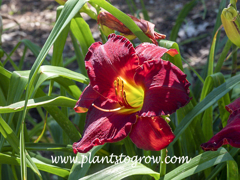 Mary Drake Daylily (Hemerocallis) | Plants To Grow Plants Database by ...
