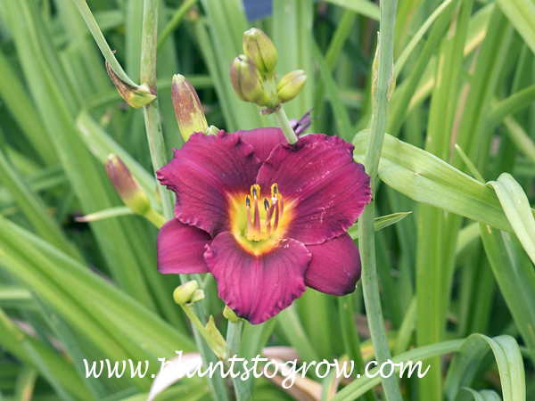 Ruby Stella Daylily (Hemerocallis) | Plants To Grow Plants Database by ...