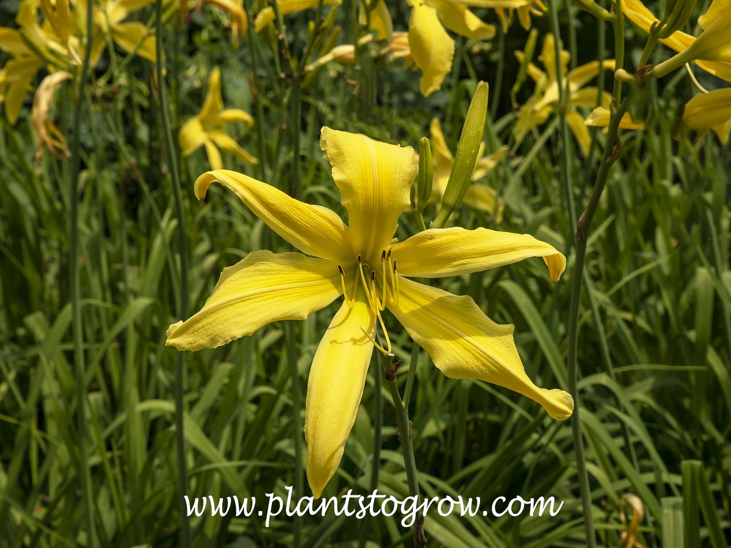 'Spider Breeder' Daylily (Hemerocallis) | Plants To Grow Plants ...