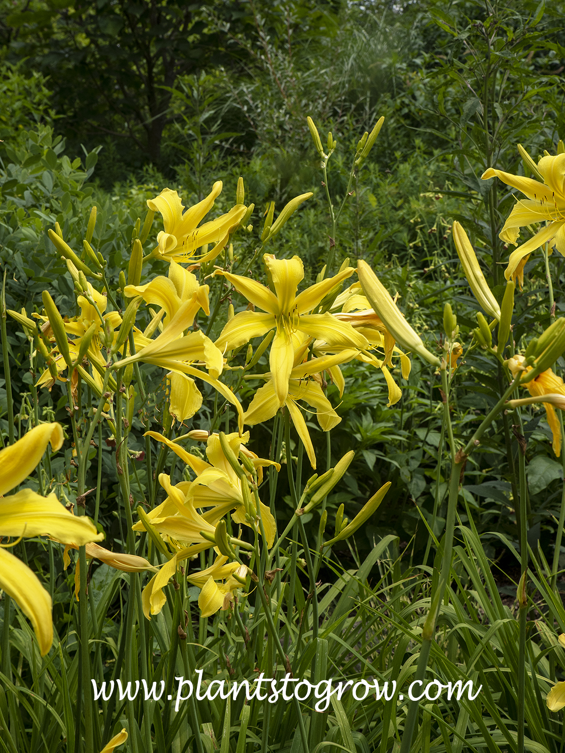 'Spider Breeder' Daylily (Hemerocallis) | Plants To Grow Plants ...