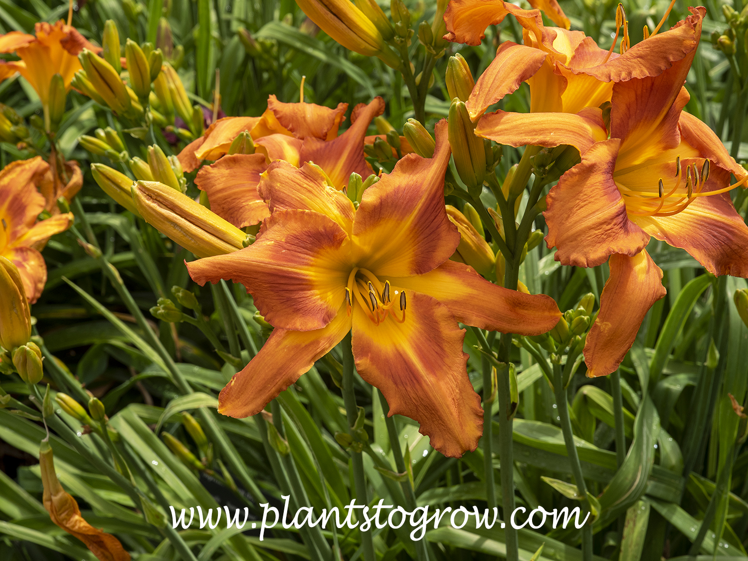 'Supreme Scream Daylily (Hemerocallis) | Plants To Grow Plants Database ...