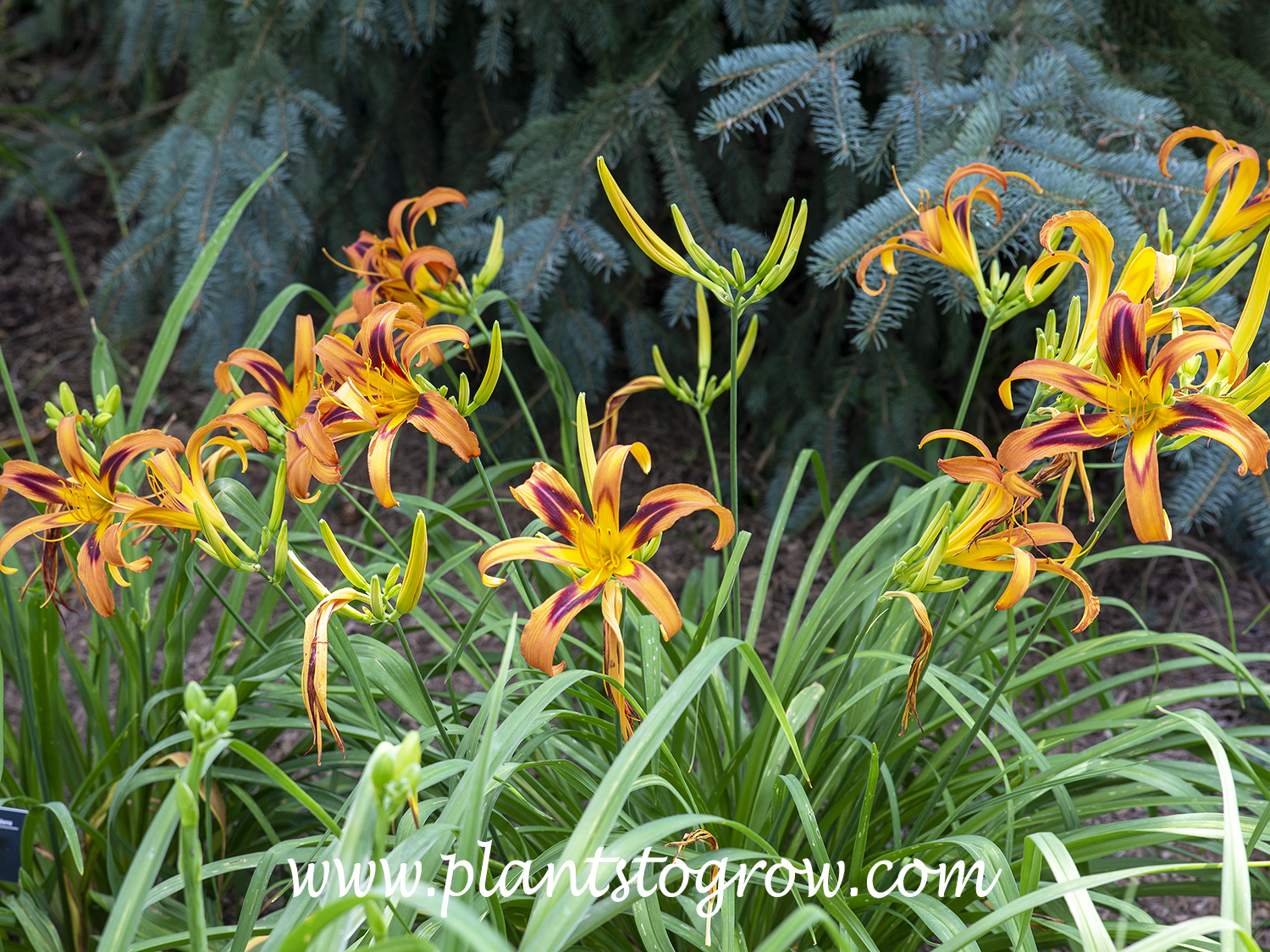 Tiger Eye Daylily (Hemerocallis) | Plants To Grow Plants Database by ...
