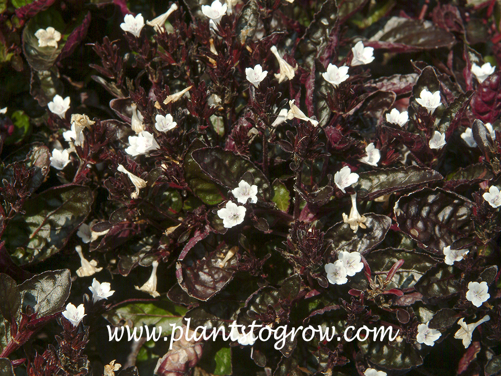 Purple Waffle Plant (Hemigraphs colorata) | Plants To Grow Plants ...