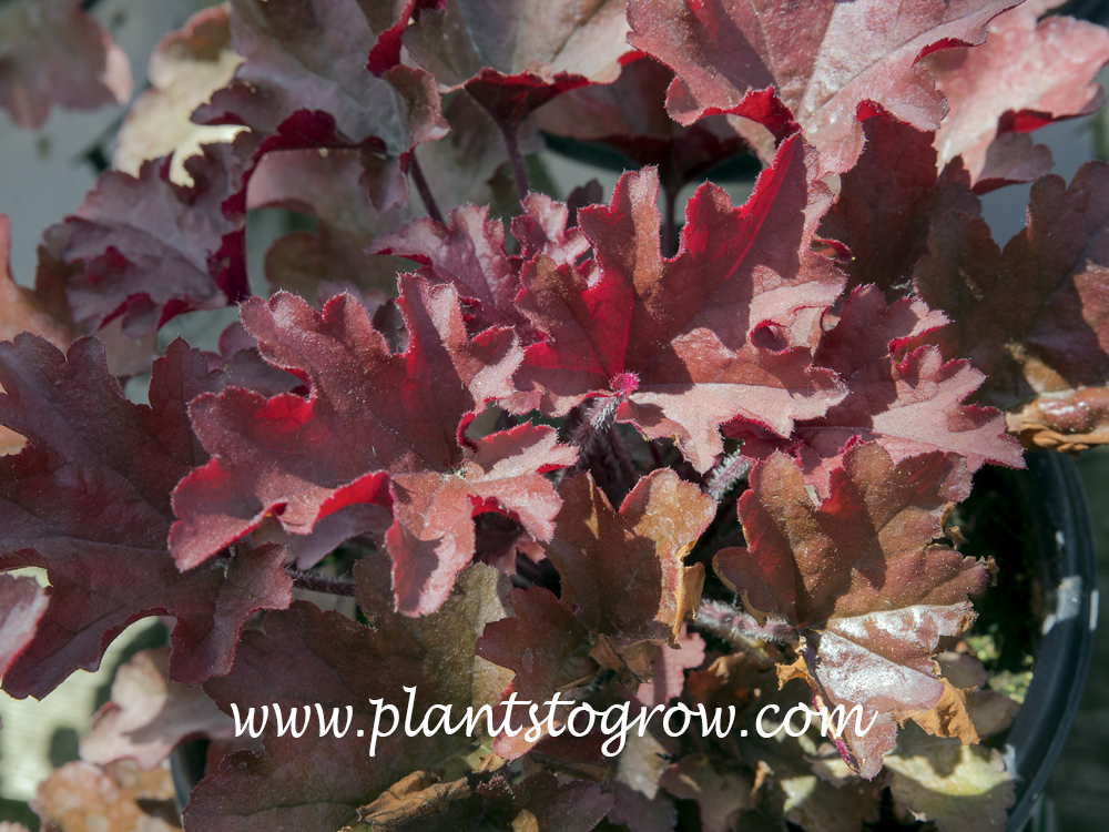 Dolce Cinnamon Curls Heuchera | Plants To Grow Plants Database by Paul ...