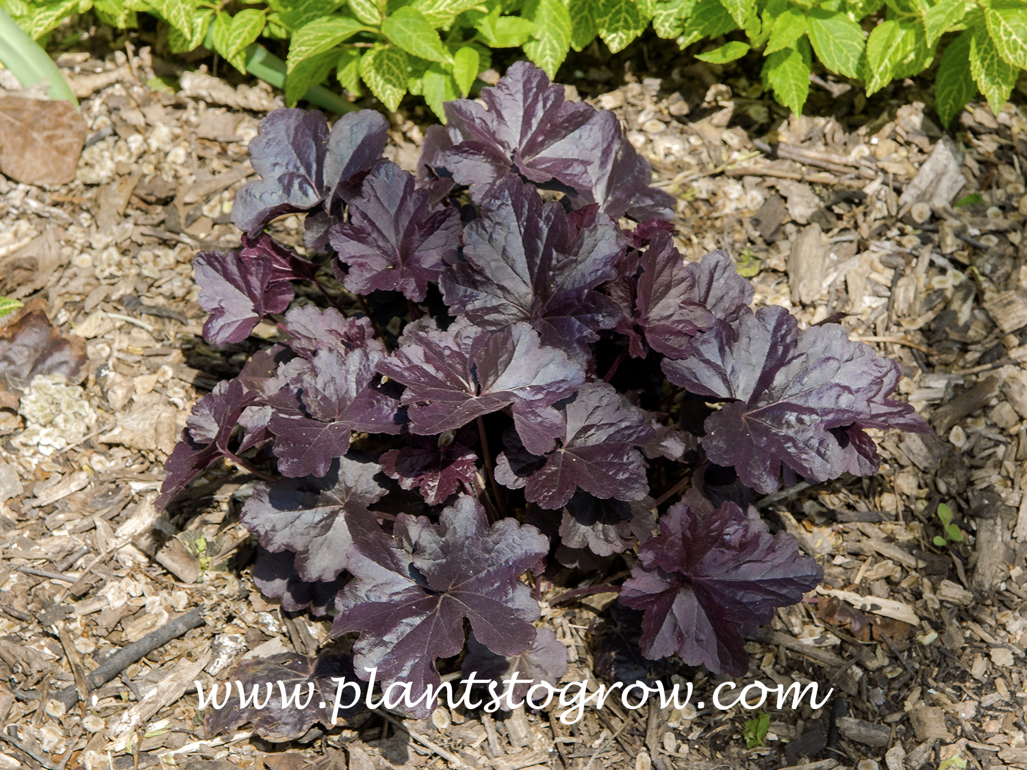 Obsidian Coral Bells (Heuchera) | Plants To Grow Plants Database by ...