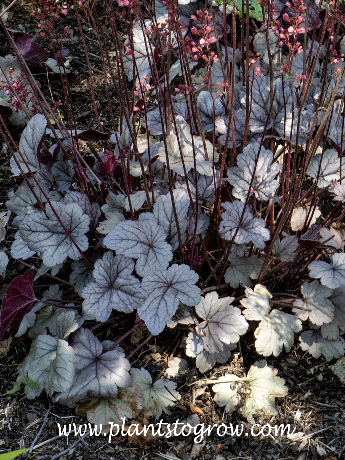 Silver Gums Coralbells (Heuchera) | Plants To Grow Plants Database by ...