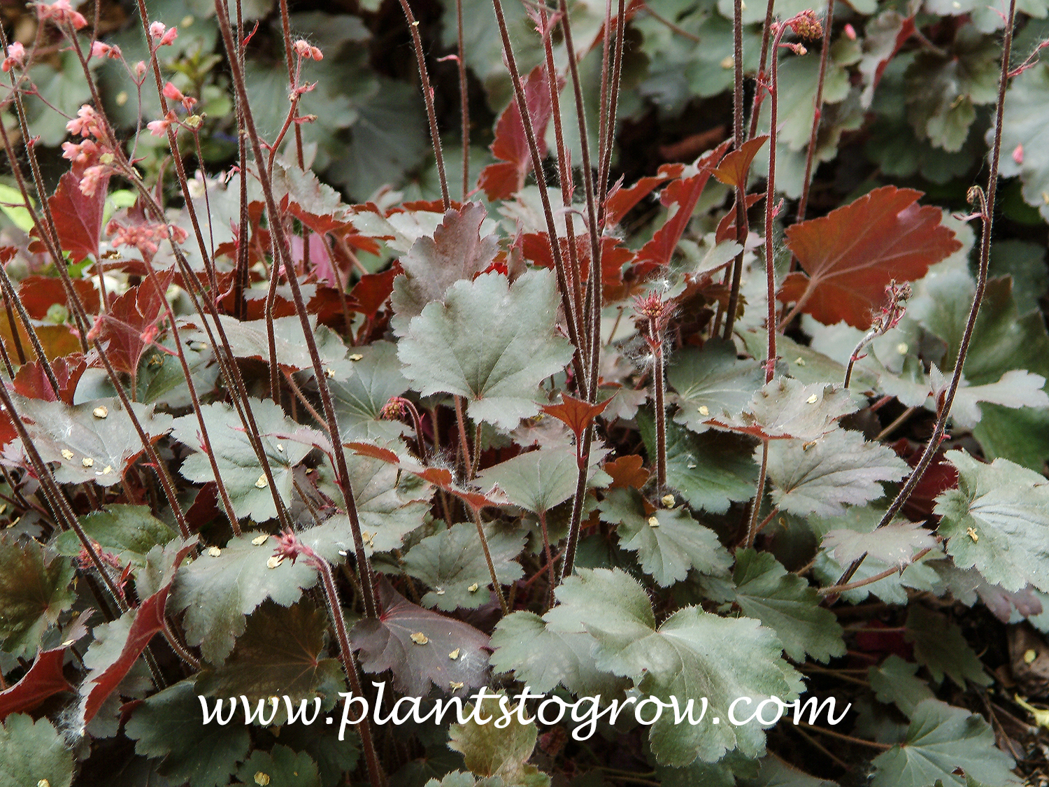 Vesuvius Coral Bells (Heuchera) | Plants To Grow Plants Database by ...
