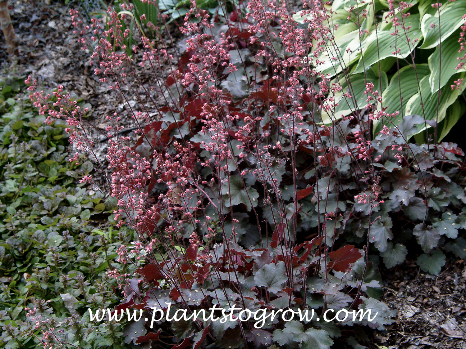 Vesuvius Coral Bells (Heuchera) | Plants To Grow Plants Database by ...