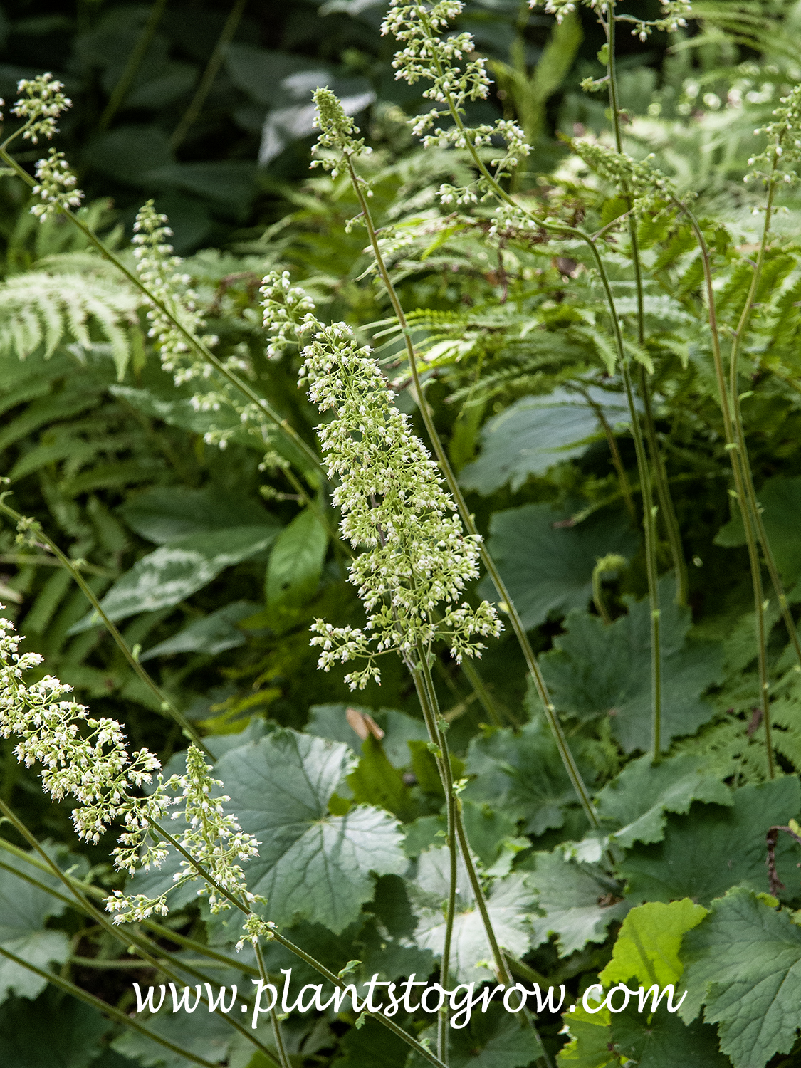 Autumn Bride Coralbells (Heuchera villosa) | Plants To Grow Plants ...