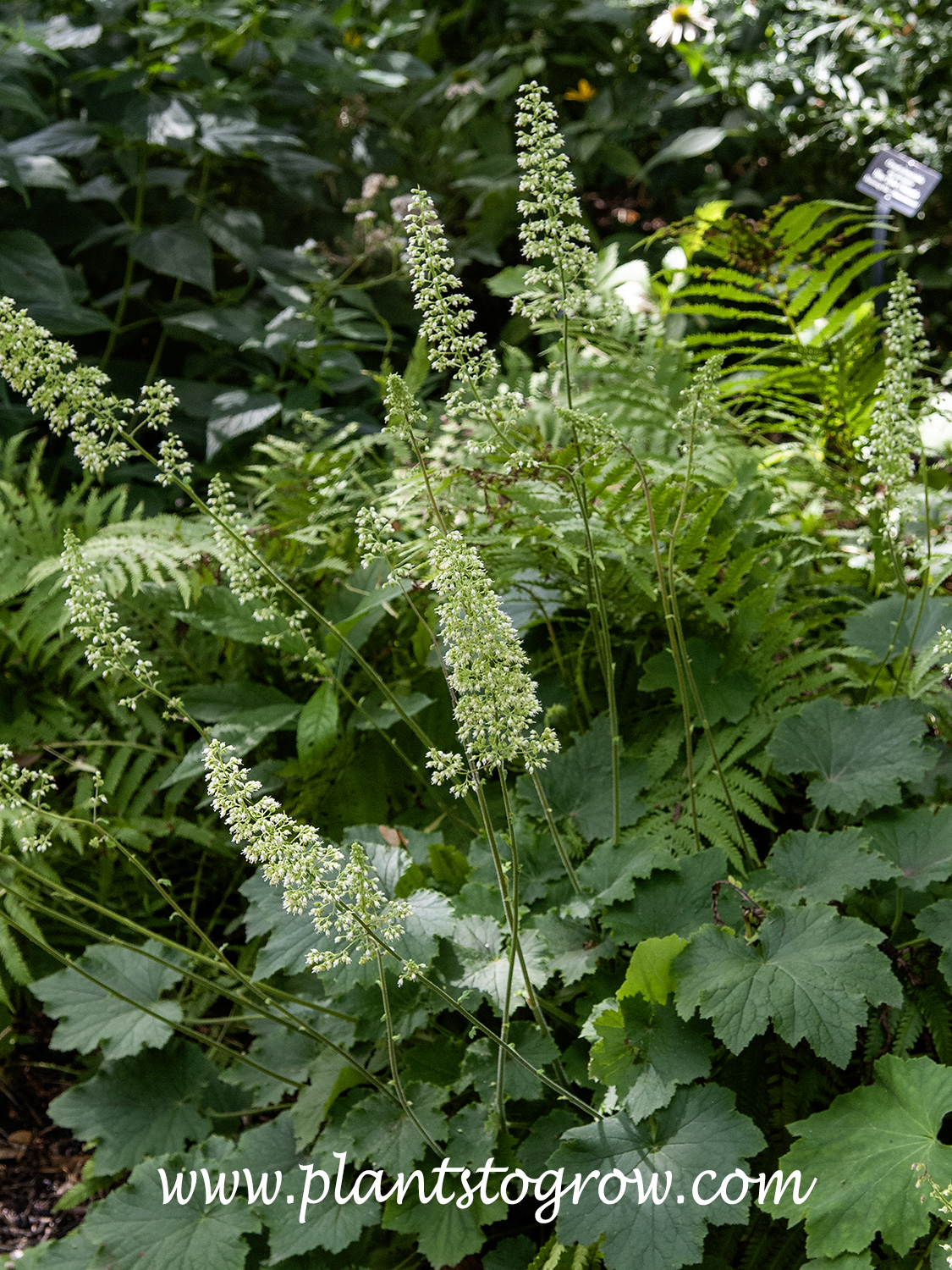 Autumn Bride Coralbells (Heuchera villosa) | Plants To Grow Plants ...
