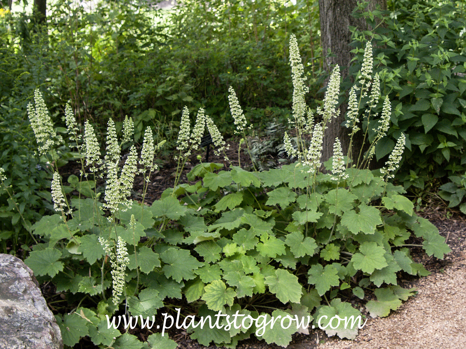 Autumn Bride Coralbells (Heuchera villosa) | Plants To Grow Plants ...