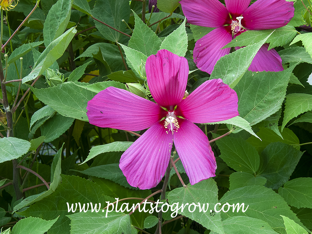 Rose Mallow (Hibiscus moscheutos) | Plants To Grow Plants Database by ...