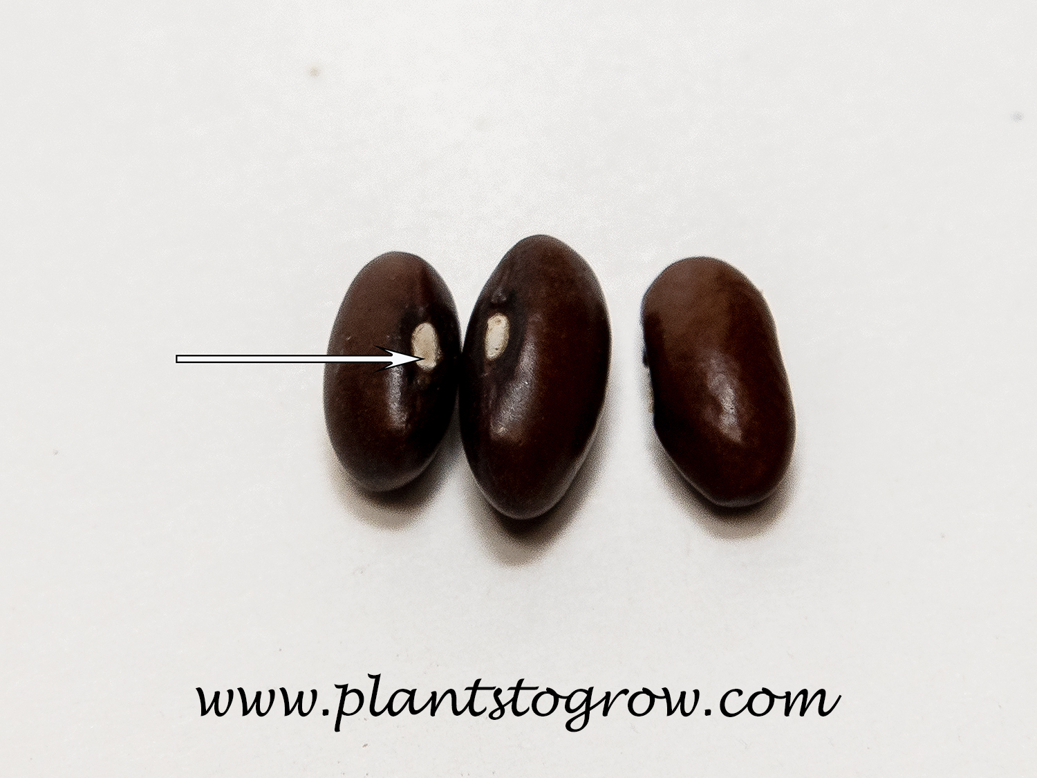 Hilum | Plants To Grow Plants Database by Paul S. Drobot