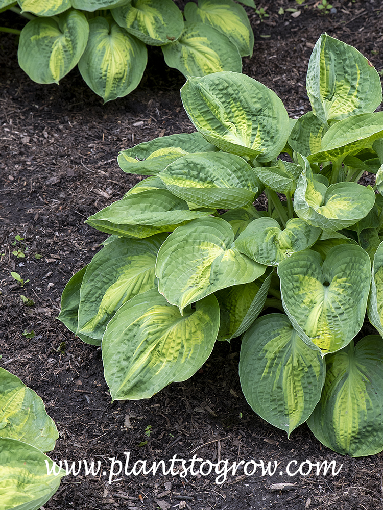 Alligator Ally Hosta | Plants To Grow Plants Database by Paul S. Drobot