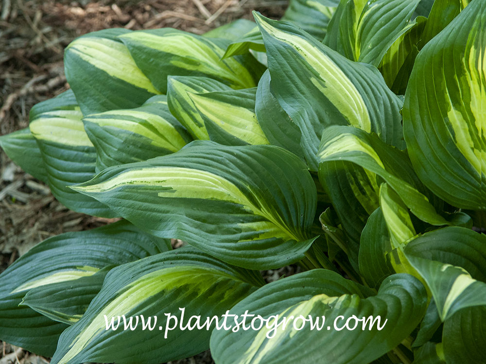 Hosta 'American Sweet Heart' | Plants To Grow Plants Database by Paul S ...