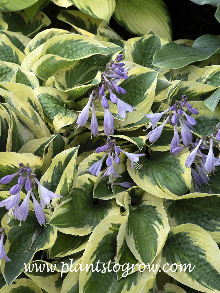 Hosta Bedazzled (Hosta) | Plants To Grow Plants Database by Paul S. Drobot